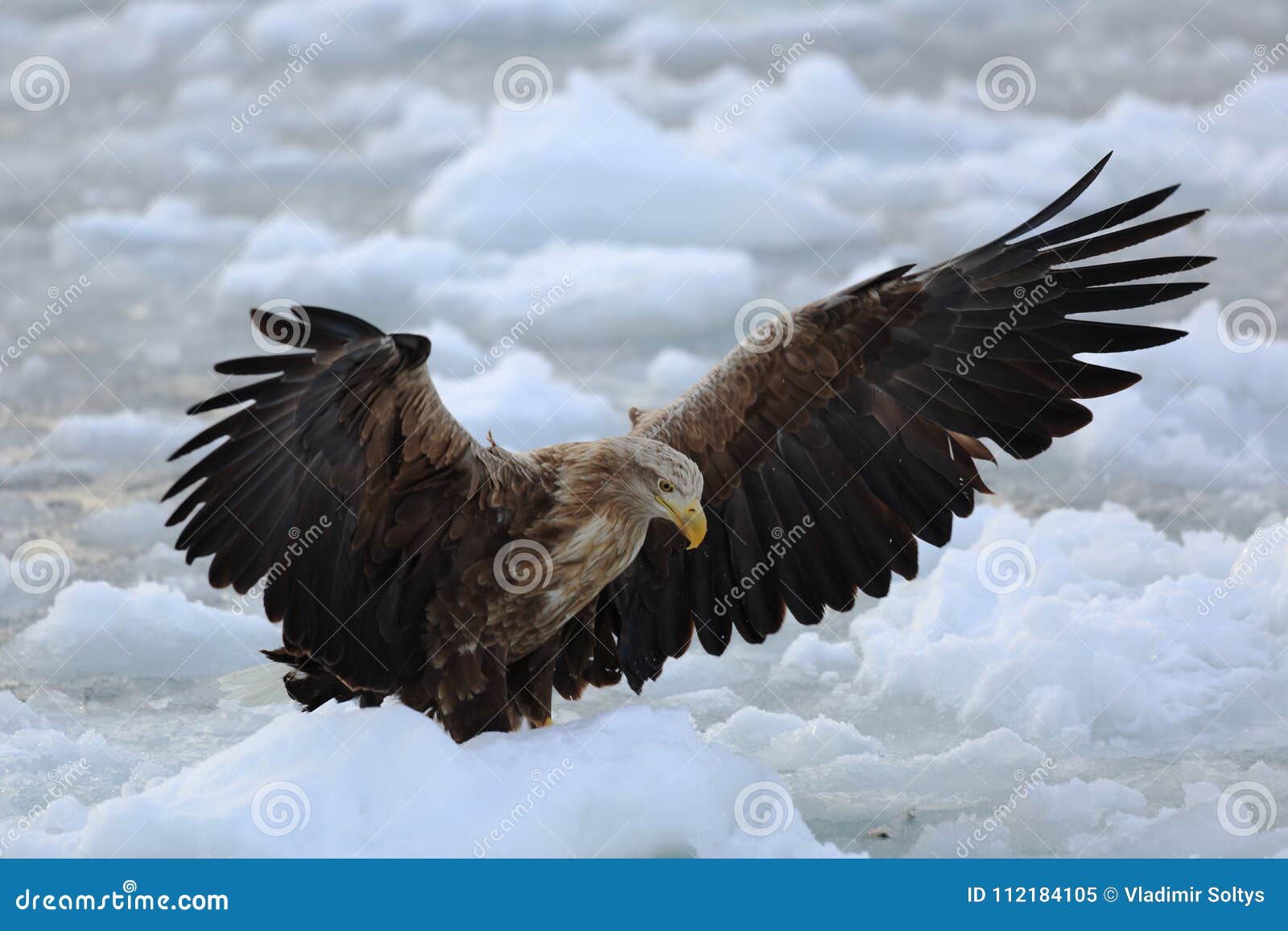 White-tailed eagle on ice stock image. Image of moment - 112184105