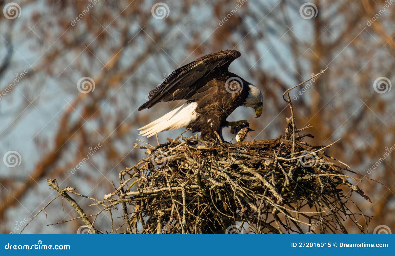 White-tailed Eagle on the Nest, Wings Spread Wide in Front of a Lush Backdrop of Trees Stock ...