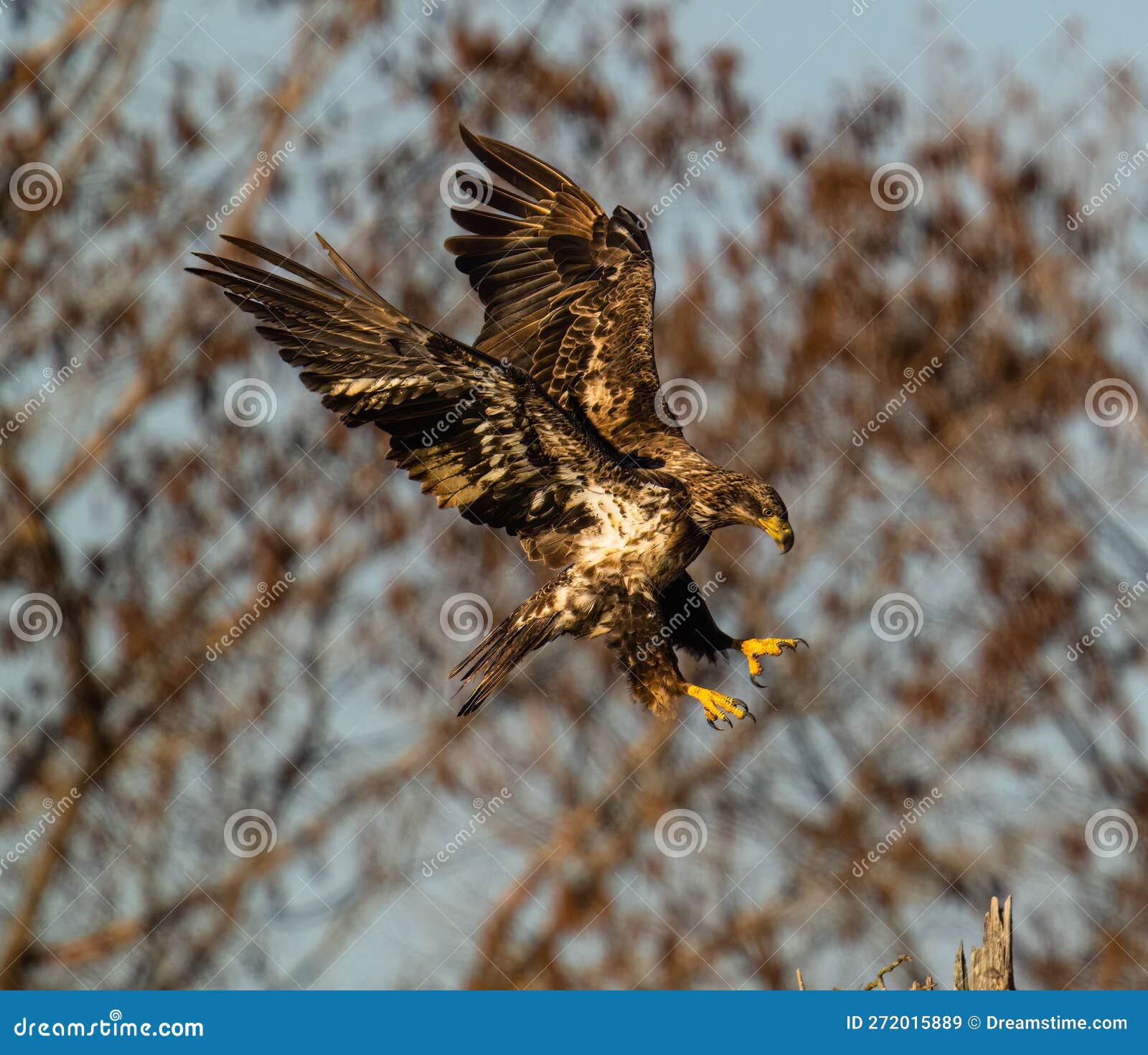 White-tailed Eagle Soars through the Sky, Wings Spread Wide in Front of a Lush Backdrop of Trees ...