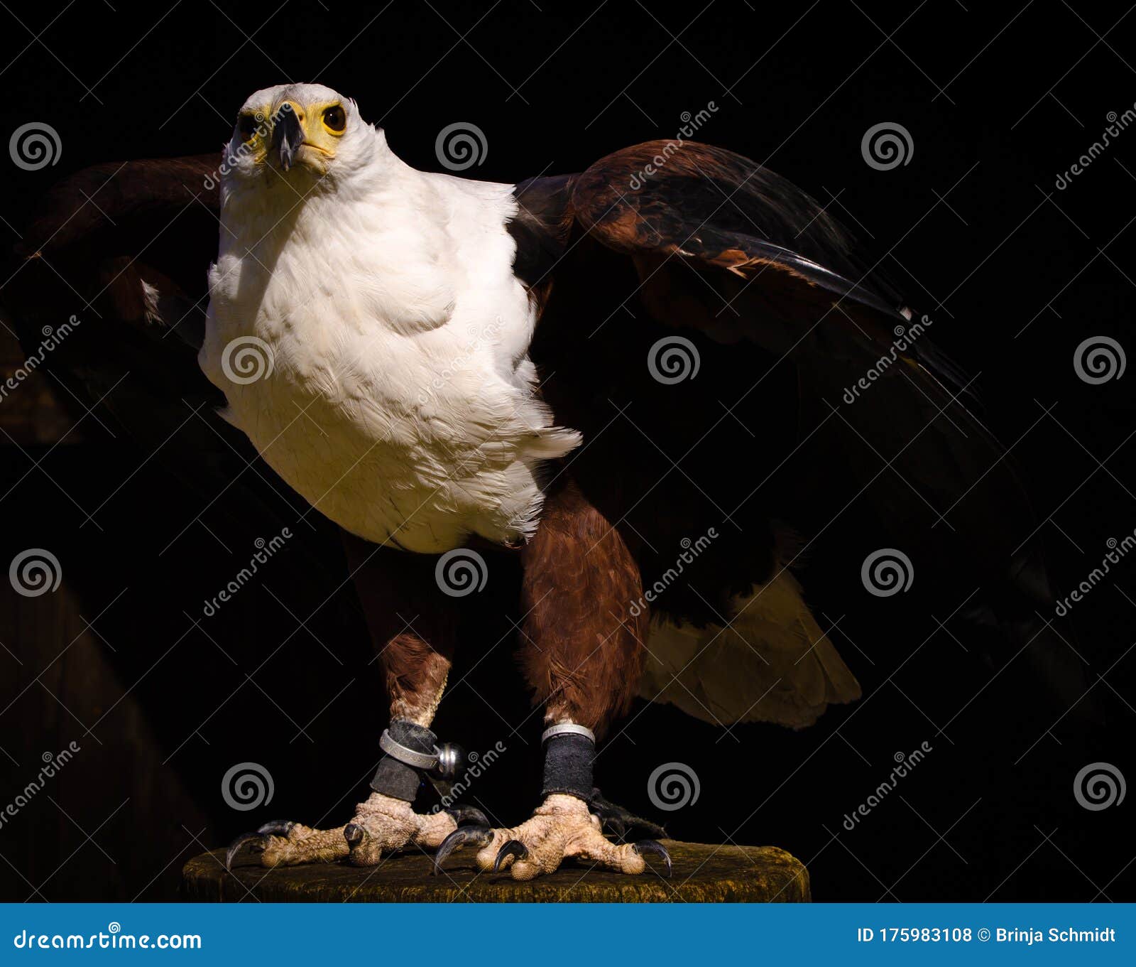A White Tailed Eagle Standing in a Stable, Very Beautiful Stock Photo ...
