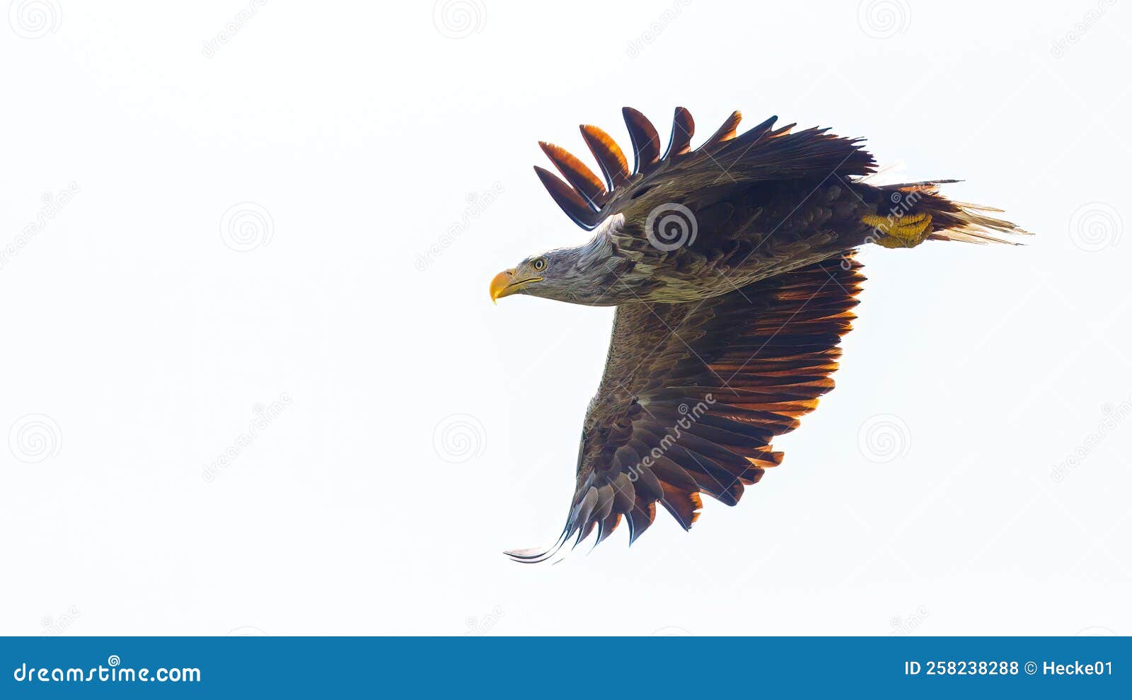 White Tailed Eagle in the Wilderness of the Danube Delta in Romania ...