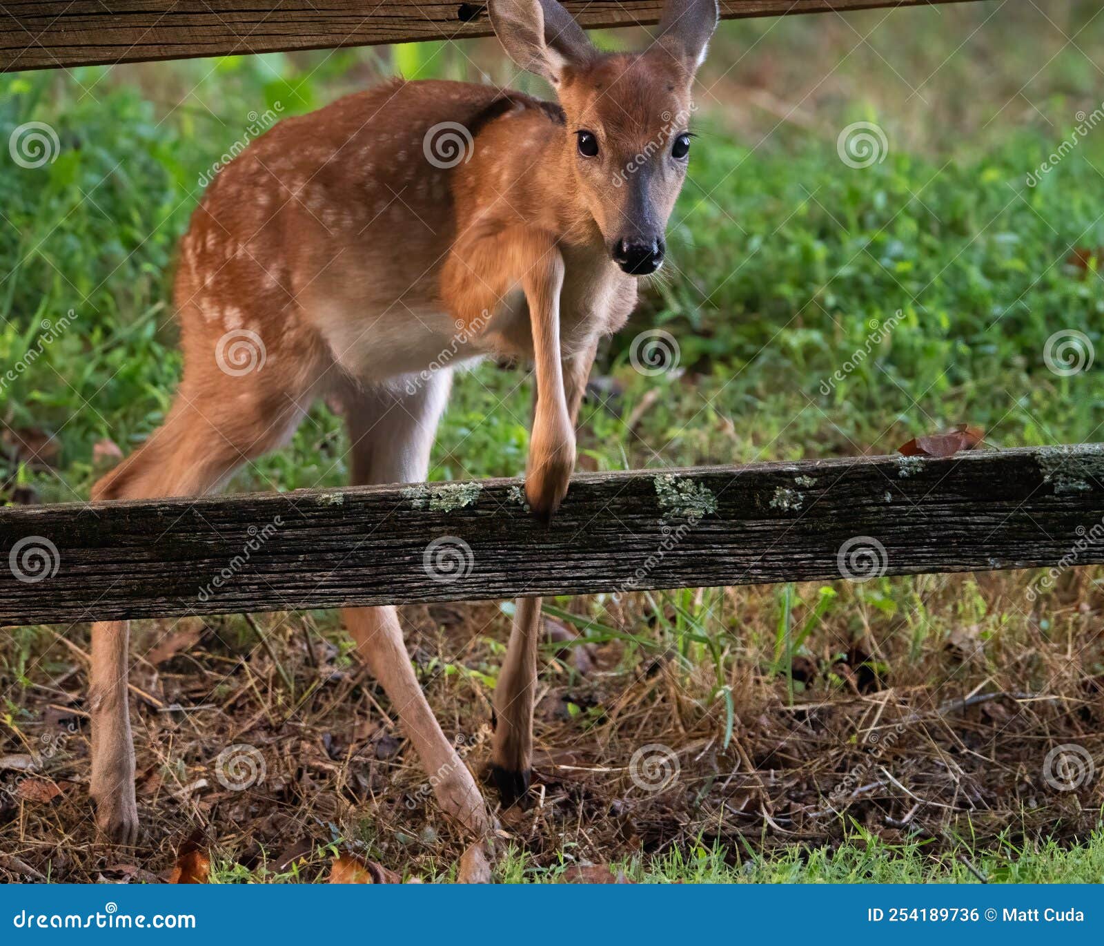 White-tailed Fawn Crossing Fence Stock Photo - Image of fawns, fence ...