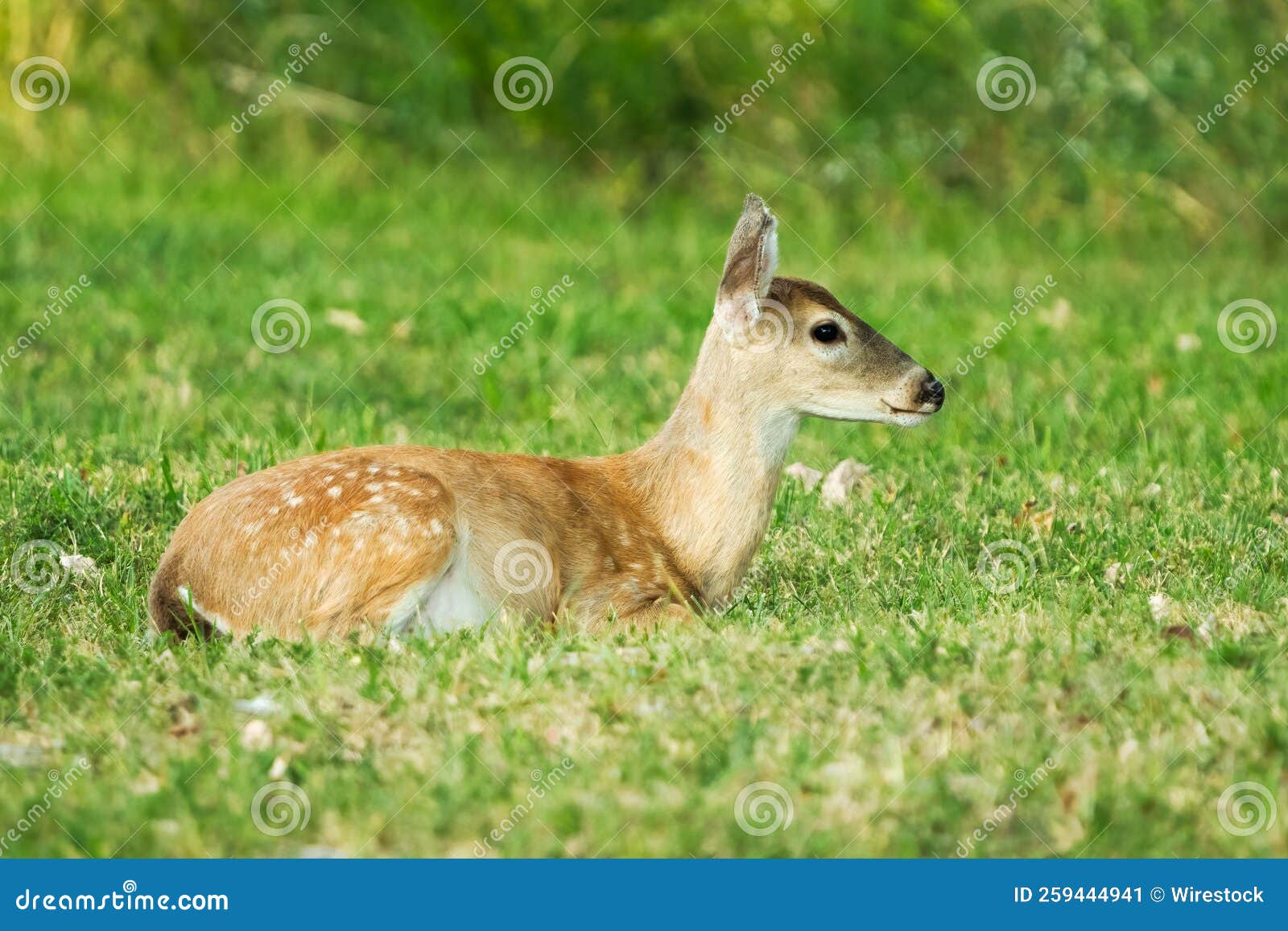White-tailed Fawn Resting in the Green Field Stock Image - Image of ...