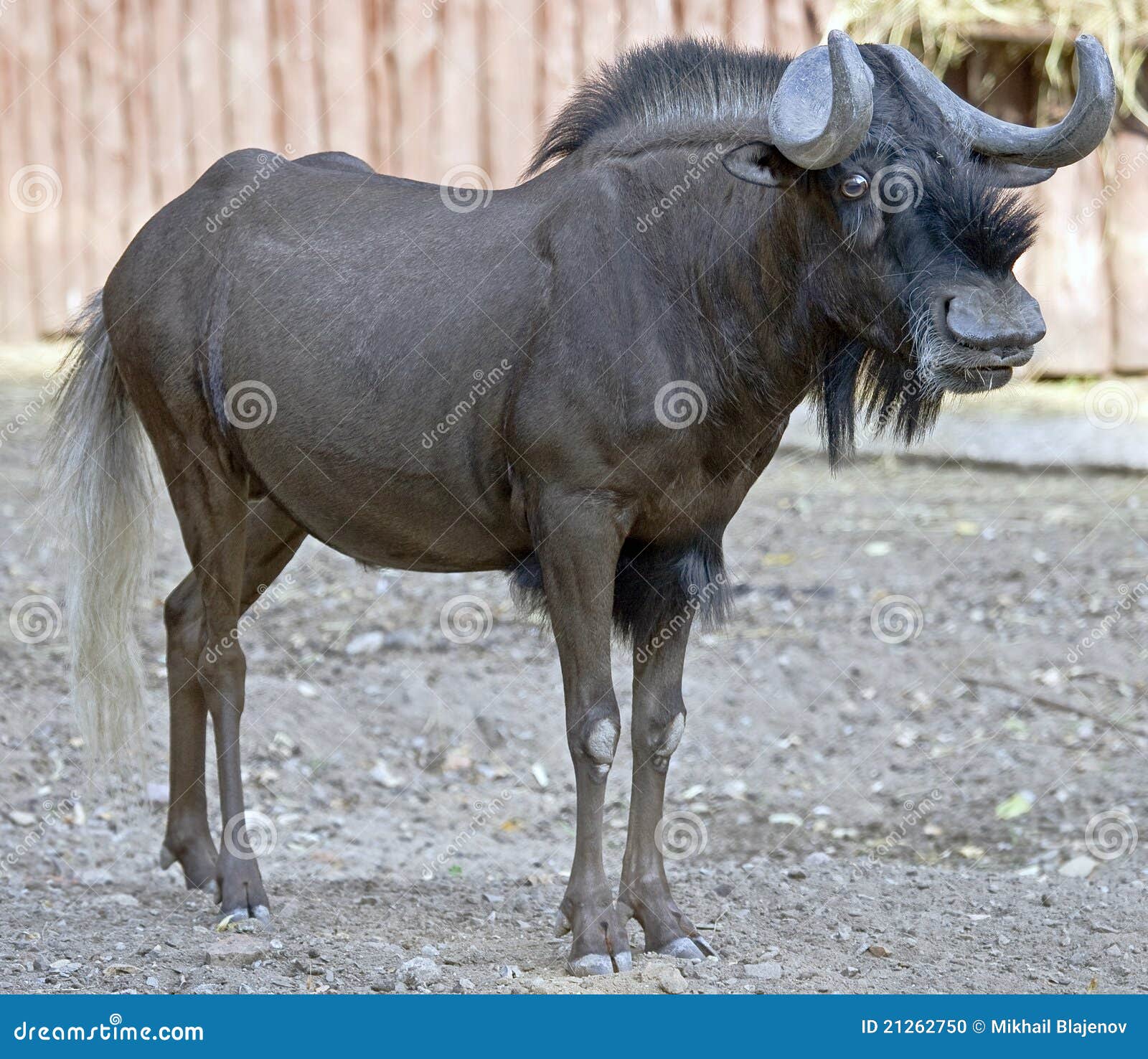 Gnu Animal