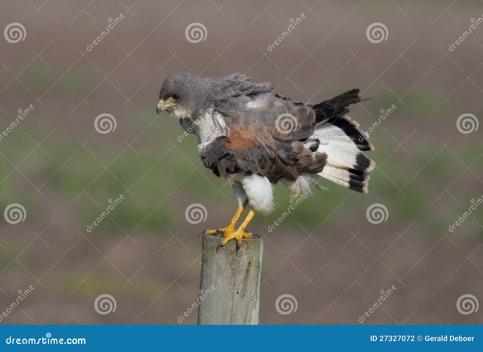 White-tailed Hawk stock photo. Image of birdwatching - 27327072