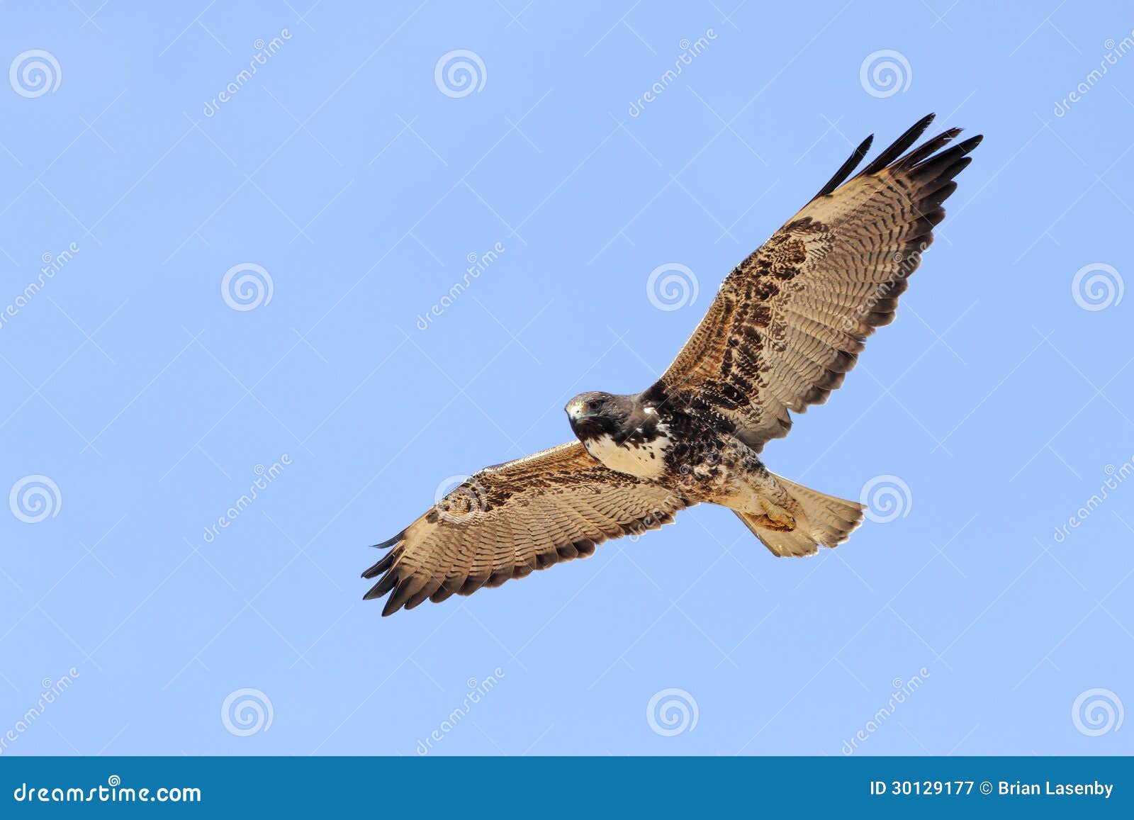 White-tailed Hawk in Flight- Texas Stock Image - Image of flight ...