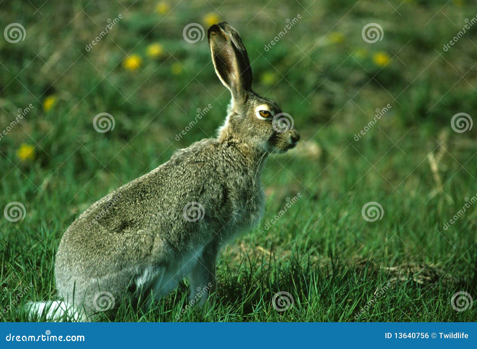 White-tailed Jackrabbit stock photo. Image of hare, animal - 13640756