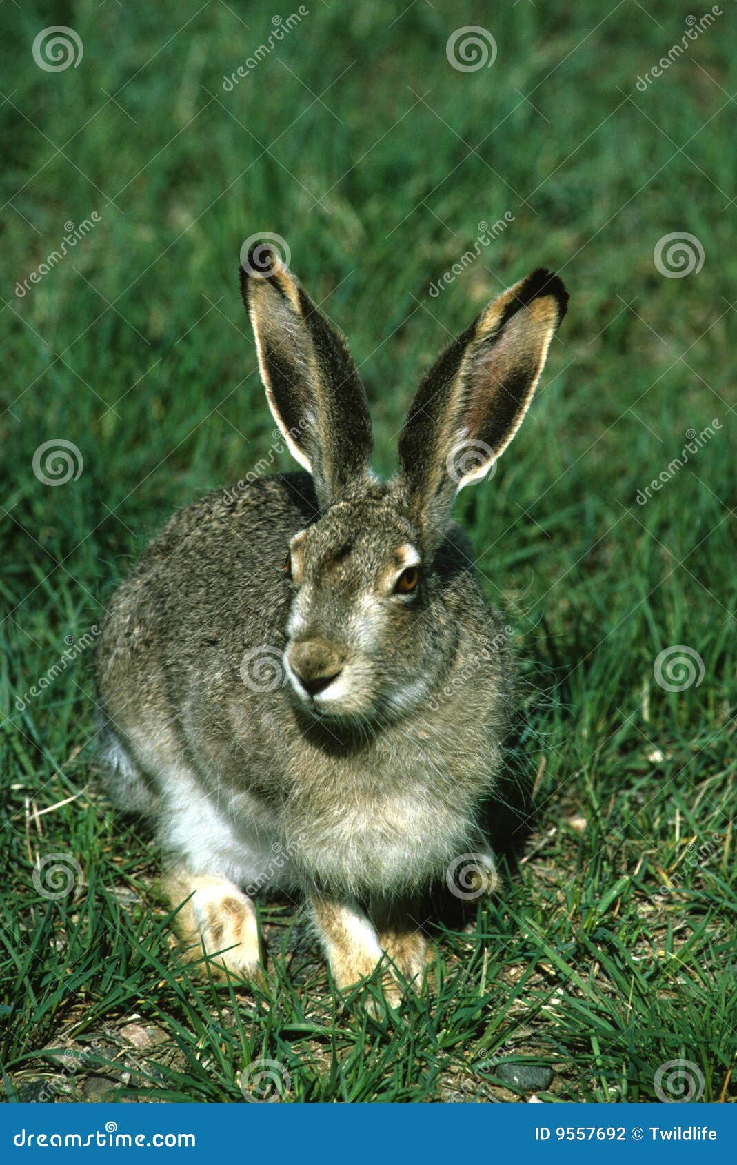 White-tailed Jackrabbit in Grass Stock Photo - Image of animal, mammal ...