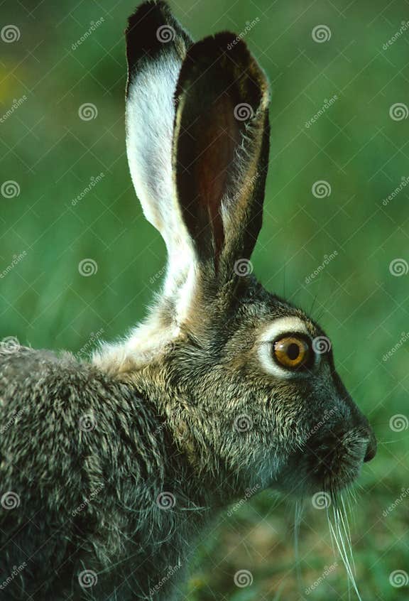 White-tailed Jackrabbit Portrait Stock Image - Image of eyes, rabbit ...
