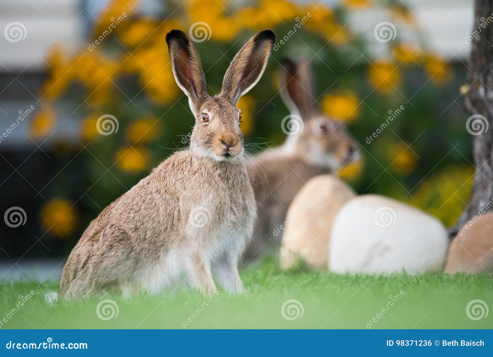 White Tailed Jack Rabbit Stock Photos - Free & Royalty-Free Stock ...