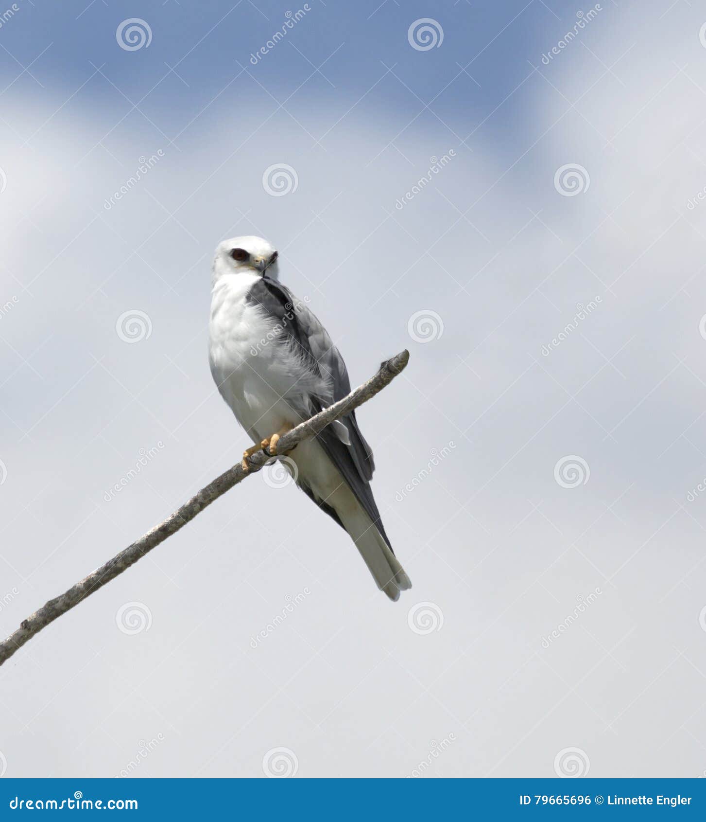 White-tailed Kite, Elanus Leucurus Stock Photo - Image of nature, fauna ...