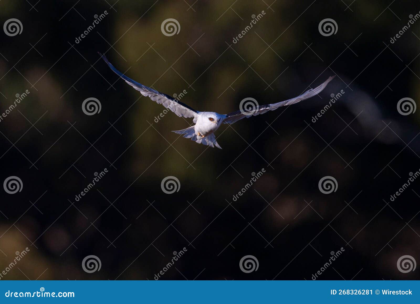 White-tailed Kite with Spread Wings in Flight Stock Image - Image of ...