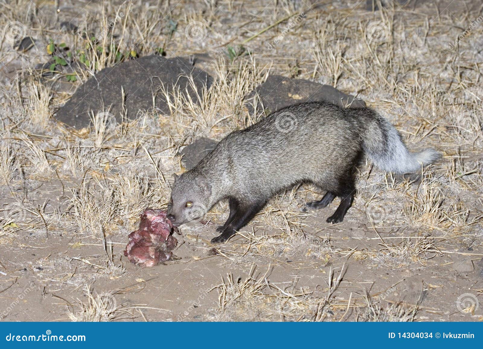 White-tailed Mongoose Eating a Bait. Stock Photo - Image of carnivorous ...