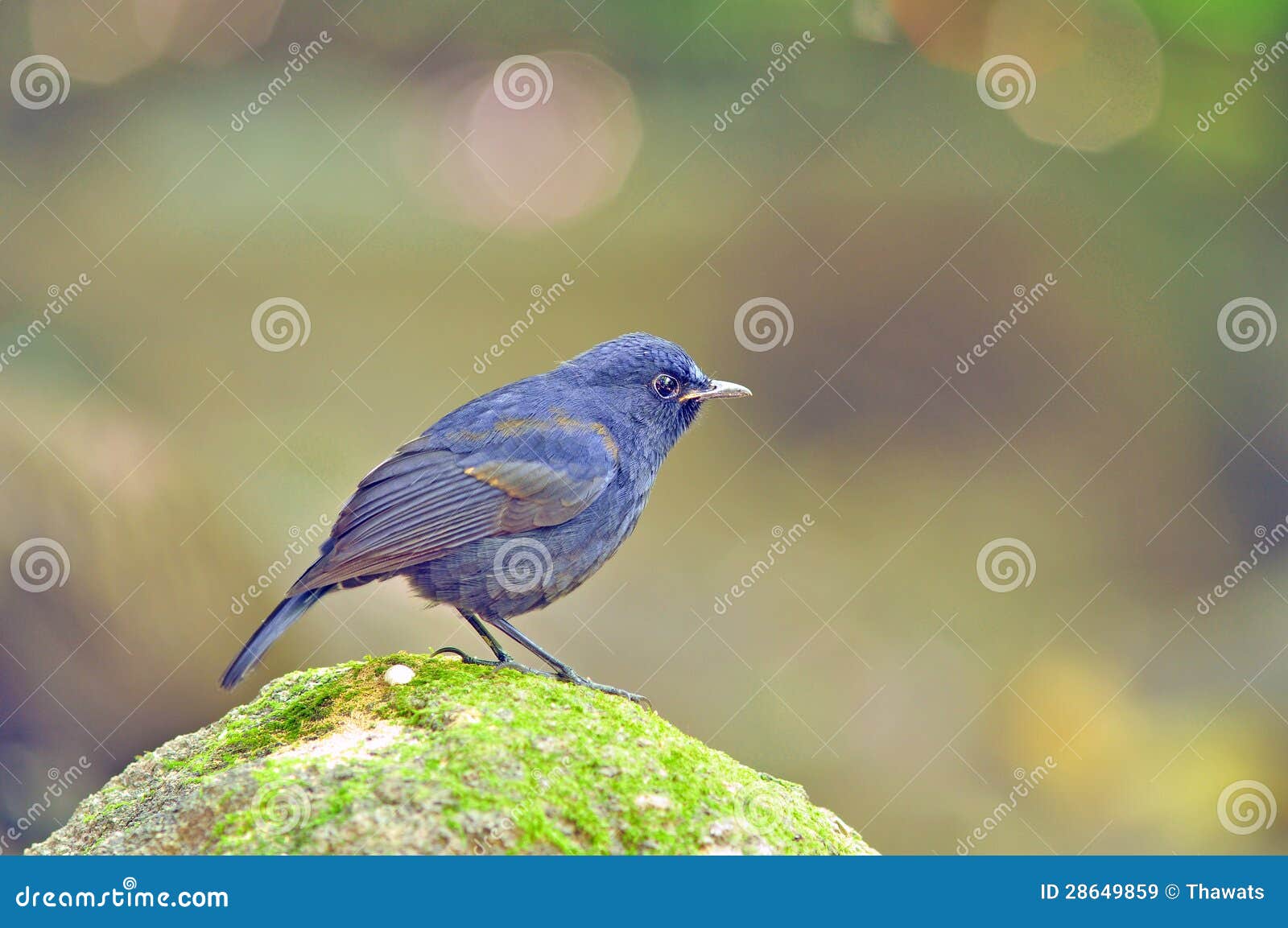 White - Tailed Robin Bird stock image. Image of fauna - 28649859