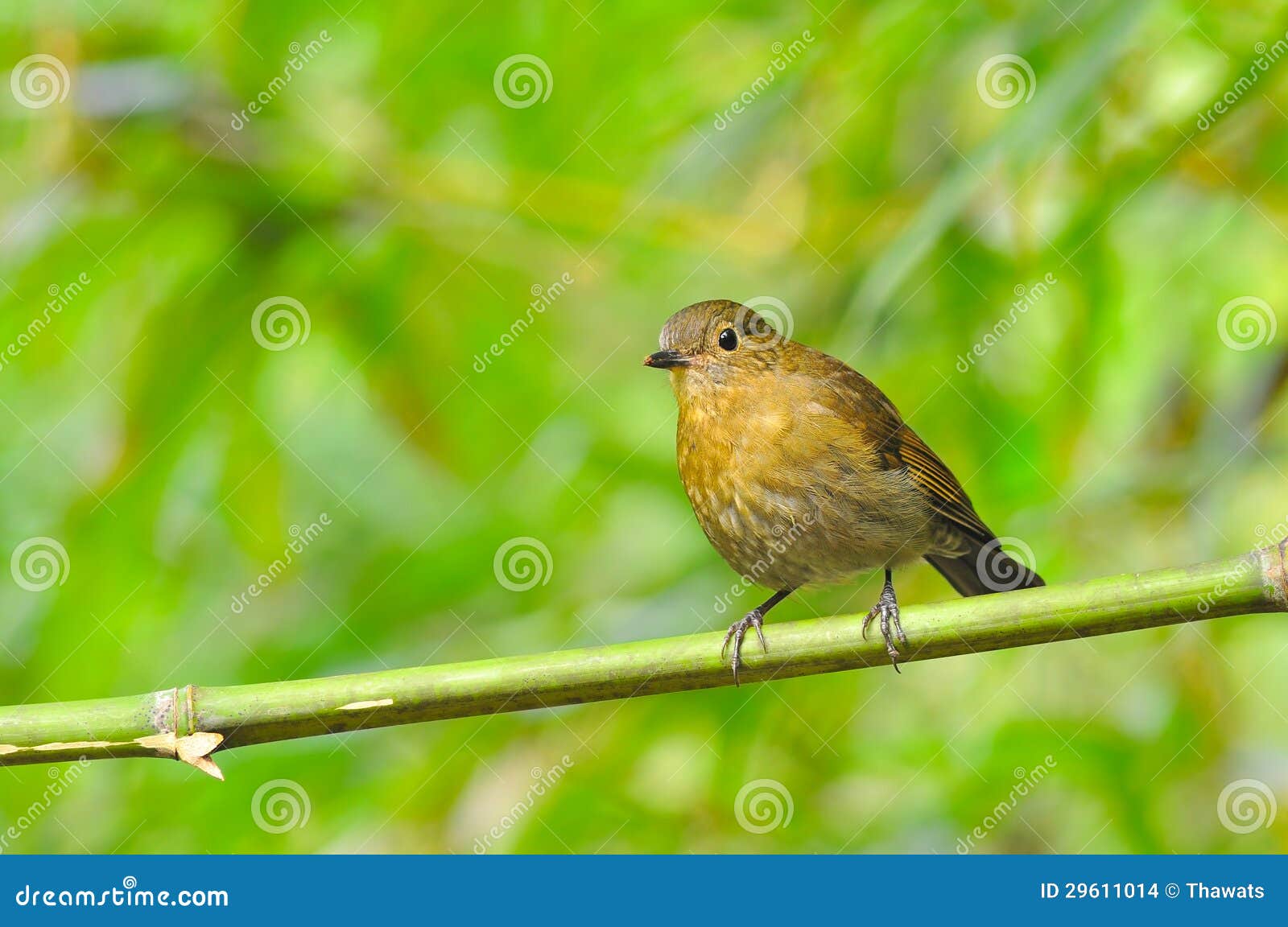 White-Tailed Robin Bird stock photo. Image of ecology - 29611014