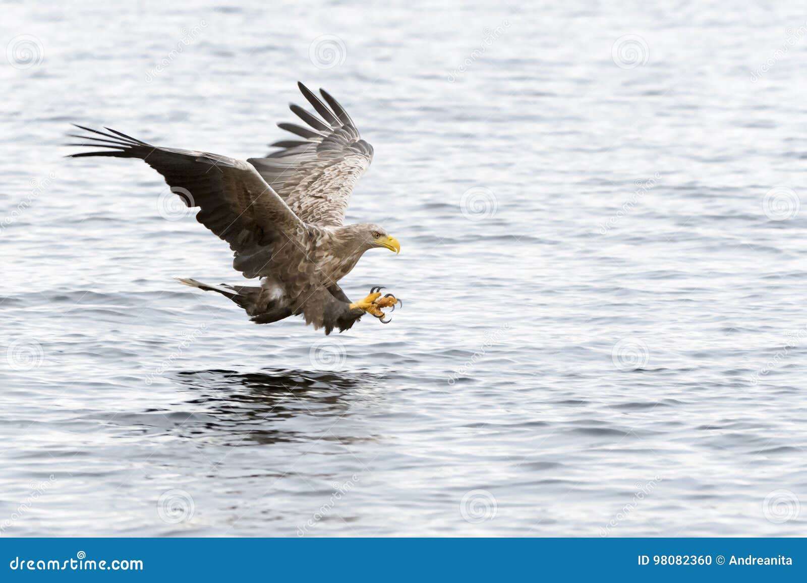 White-tailed Sea Eagle in Flight Stock Photo - Image of eagle, greatest ...