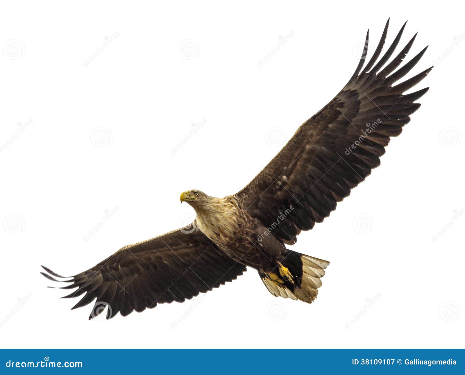 White-tailed Sea Eagle in Flight. Stock Image - Image of nature ...