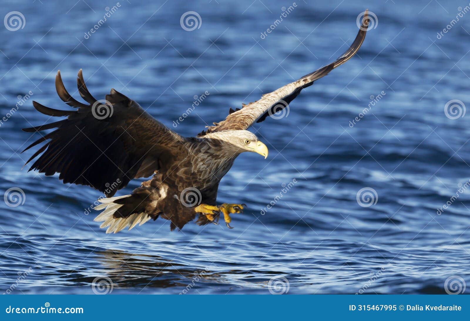 White-tailed Sea Eagle in Flight with the Powerful Claws Catching a ...