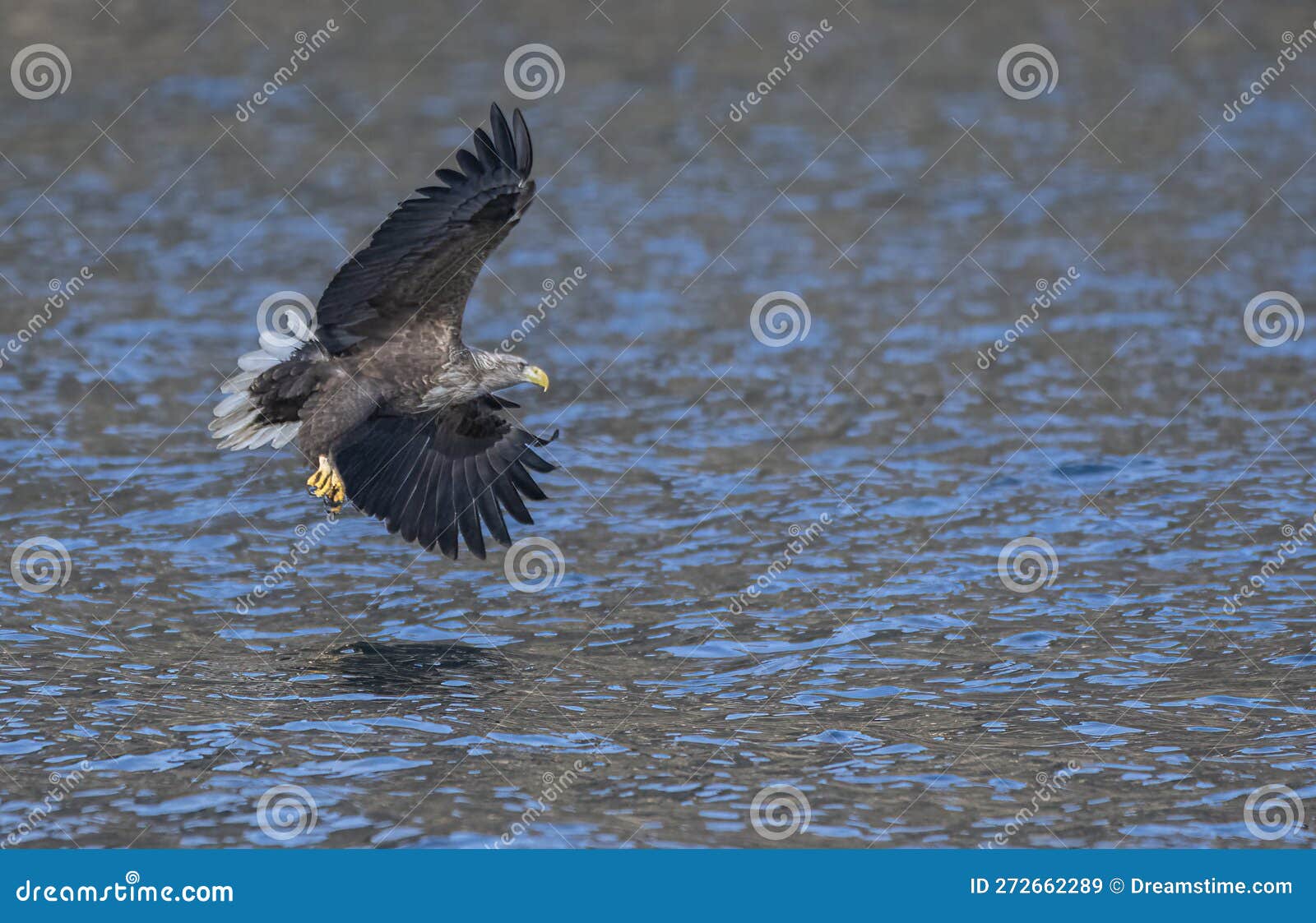 White Tailed Sea Eagle Swooping in for Catch Stock Image - Image of ...