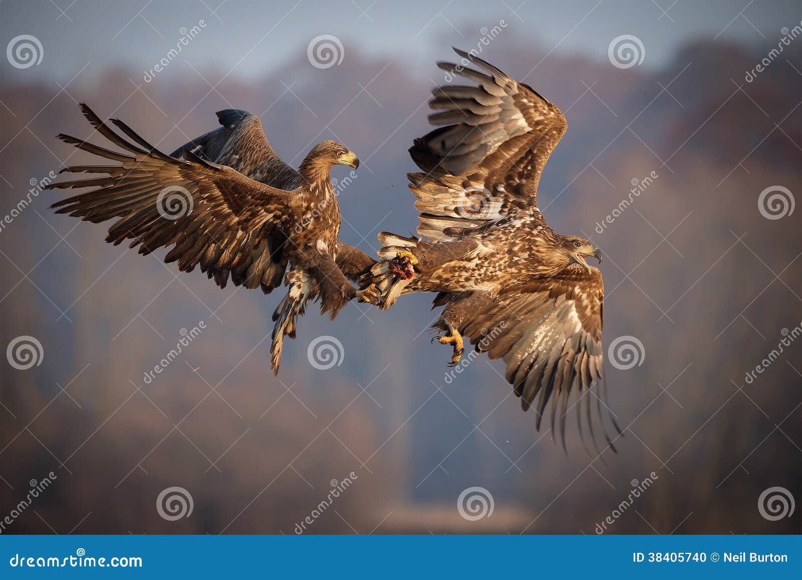 Animals Fighting For Food