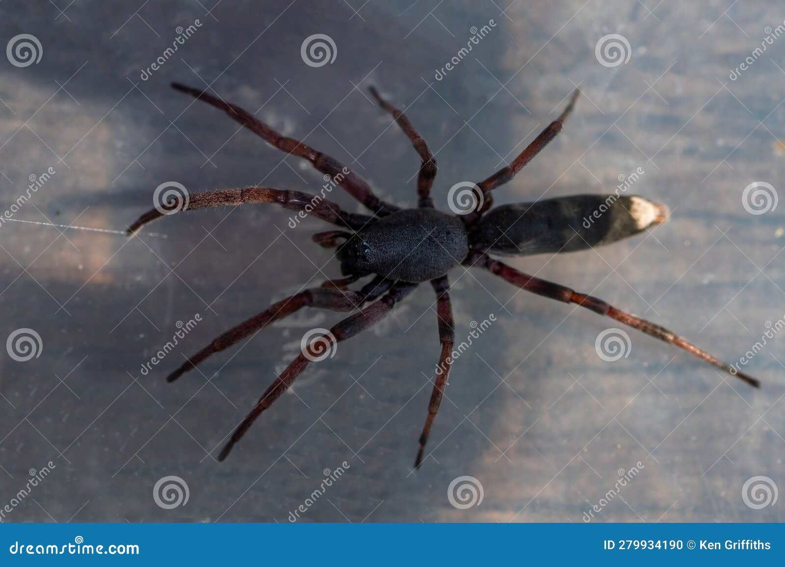 White-tailed Spider stock photo. Image of venomous, dangerous - 279934190