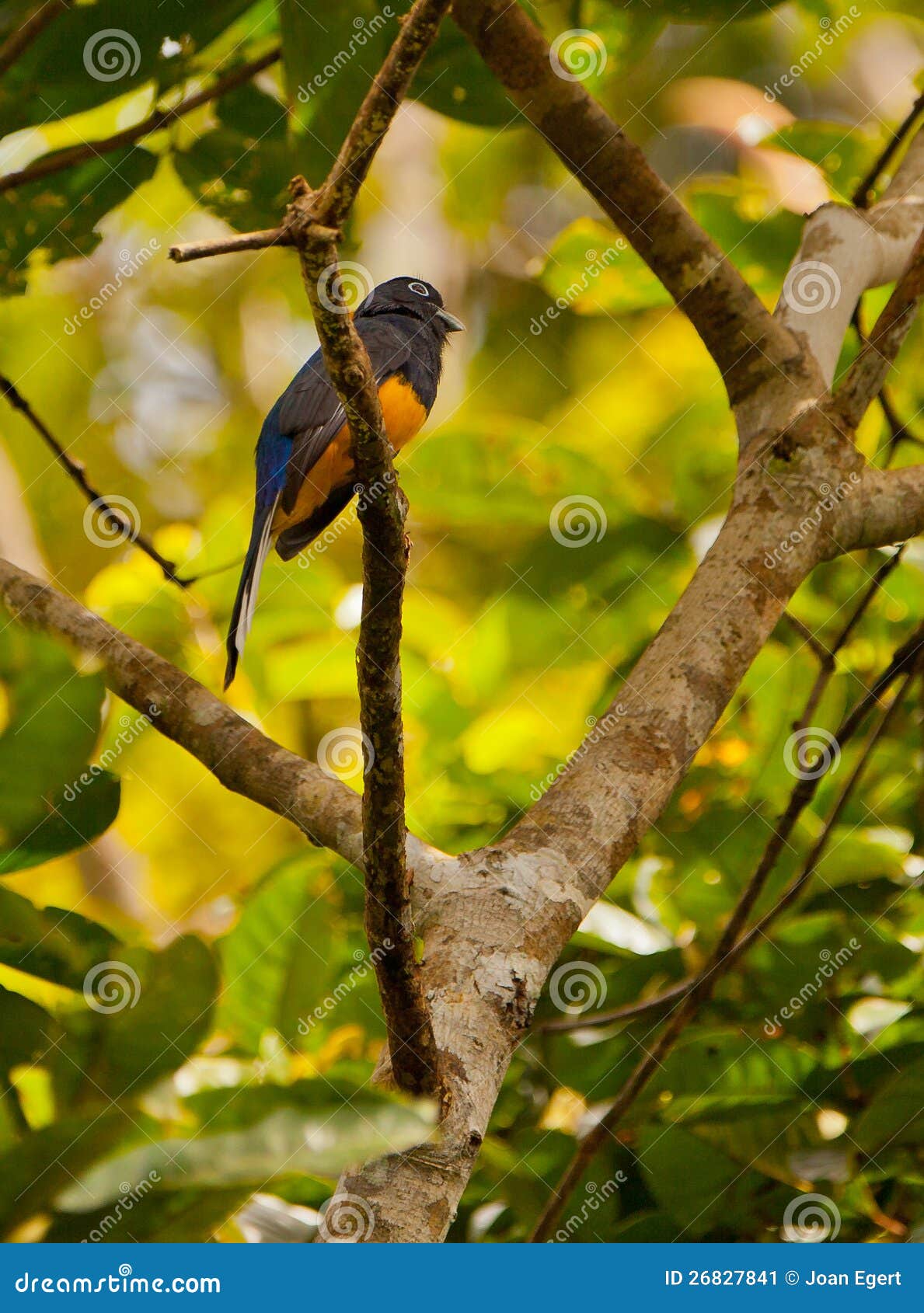 White-tailed Trogon stock image. Image of bird, amazon - 26827841