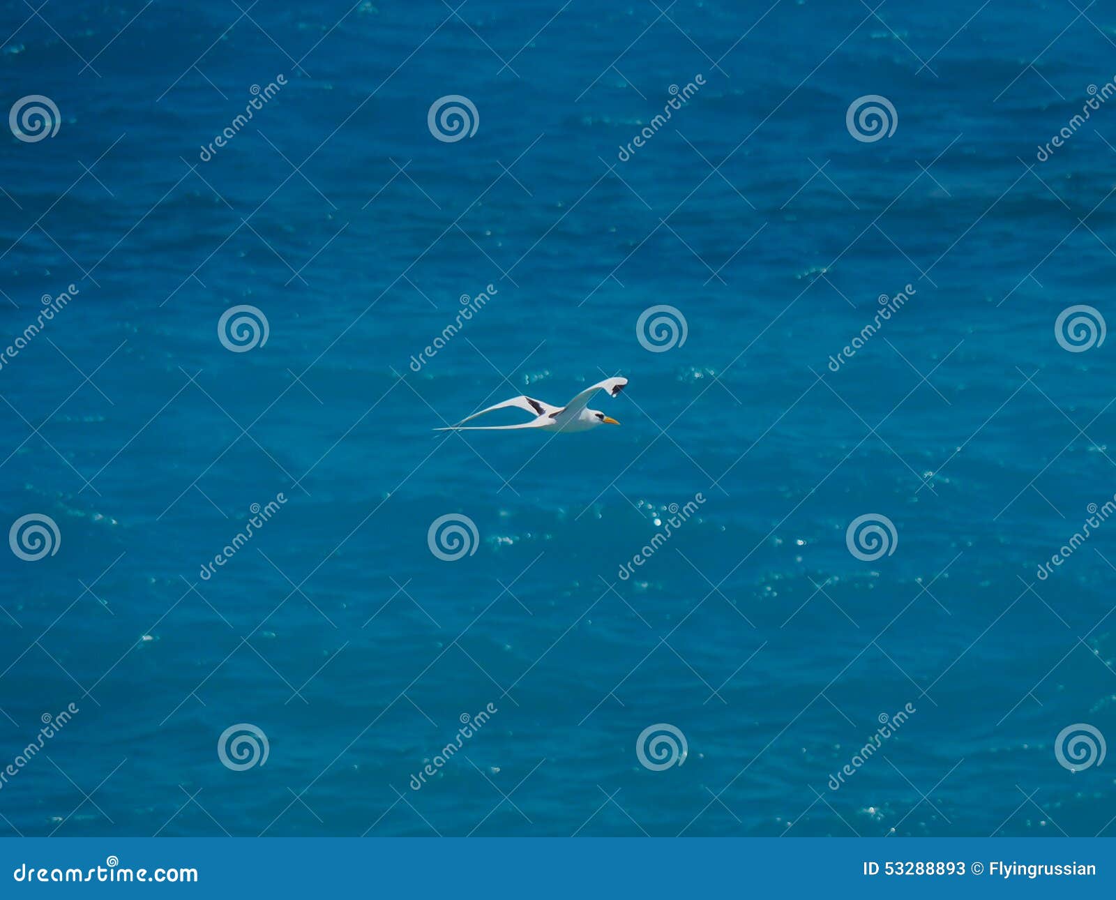 White-tailed Tropicbird (Phaethon Lepturus), Bird in Flight Stock Image ...