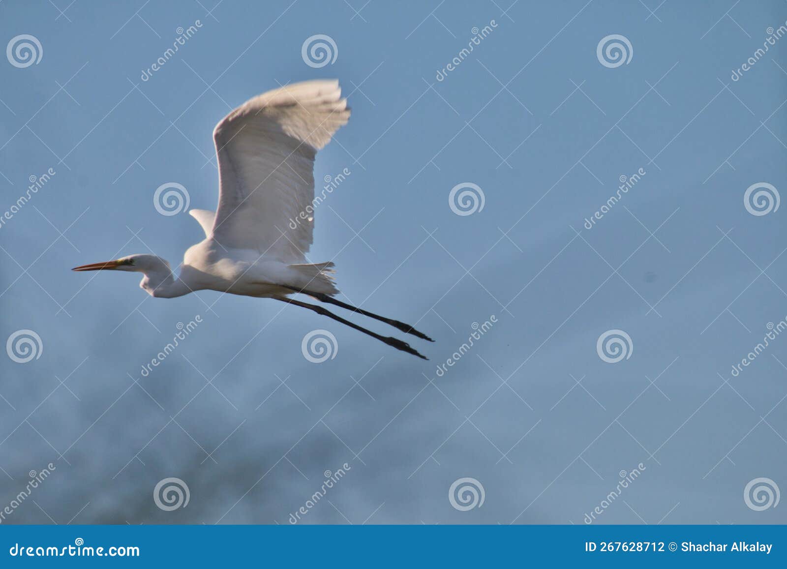 White take off stock photo. Image of flock, beautifou - 267628712