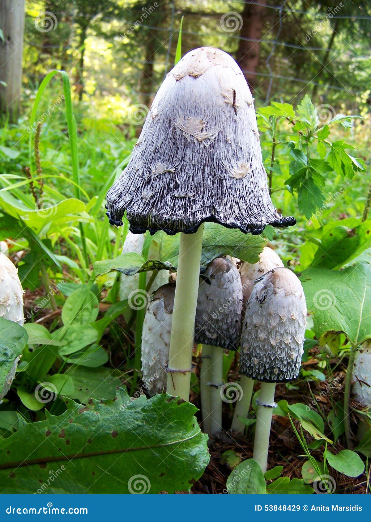 White tall toadstools stock image. Image of tall, toadstool - 53848429