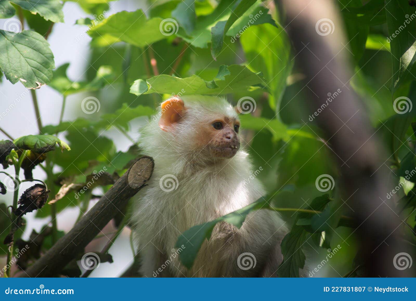 White Tamarin Standing on Tree Branch Stock Image - Image of copy ...