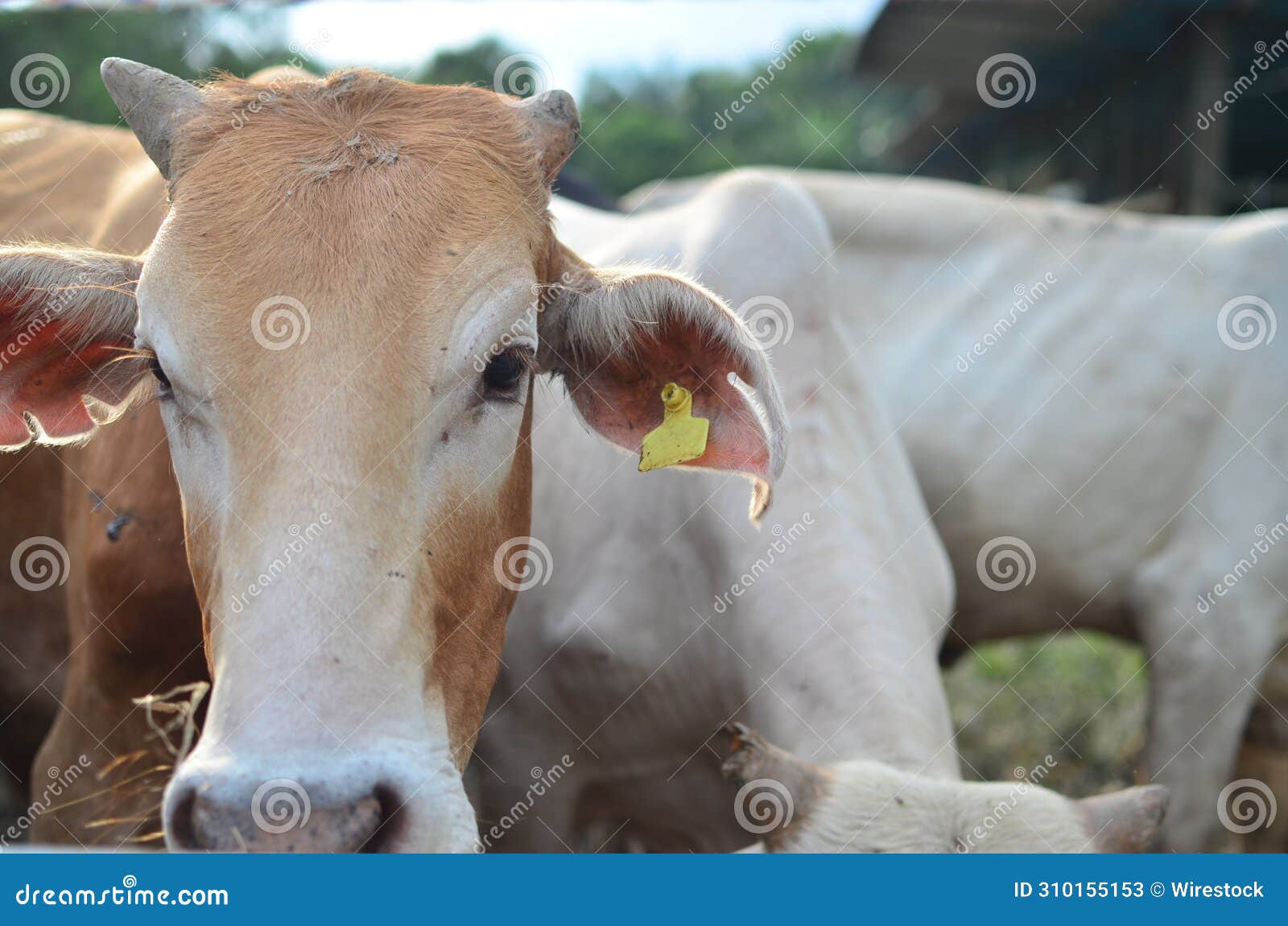 White and Tan Cows in Hay, Making Eye Contact with the Camera Stock ...