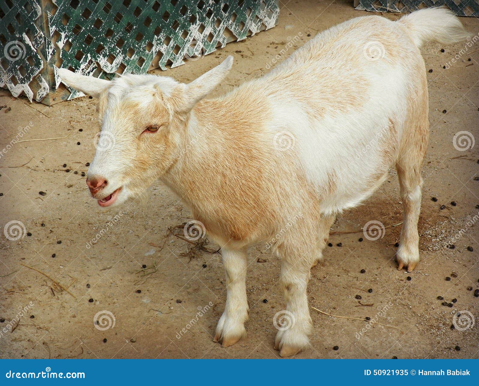 Goat stock image. Image of droppings, farm, farming, livestock - 50921935
