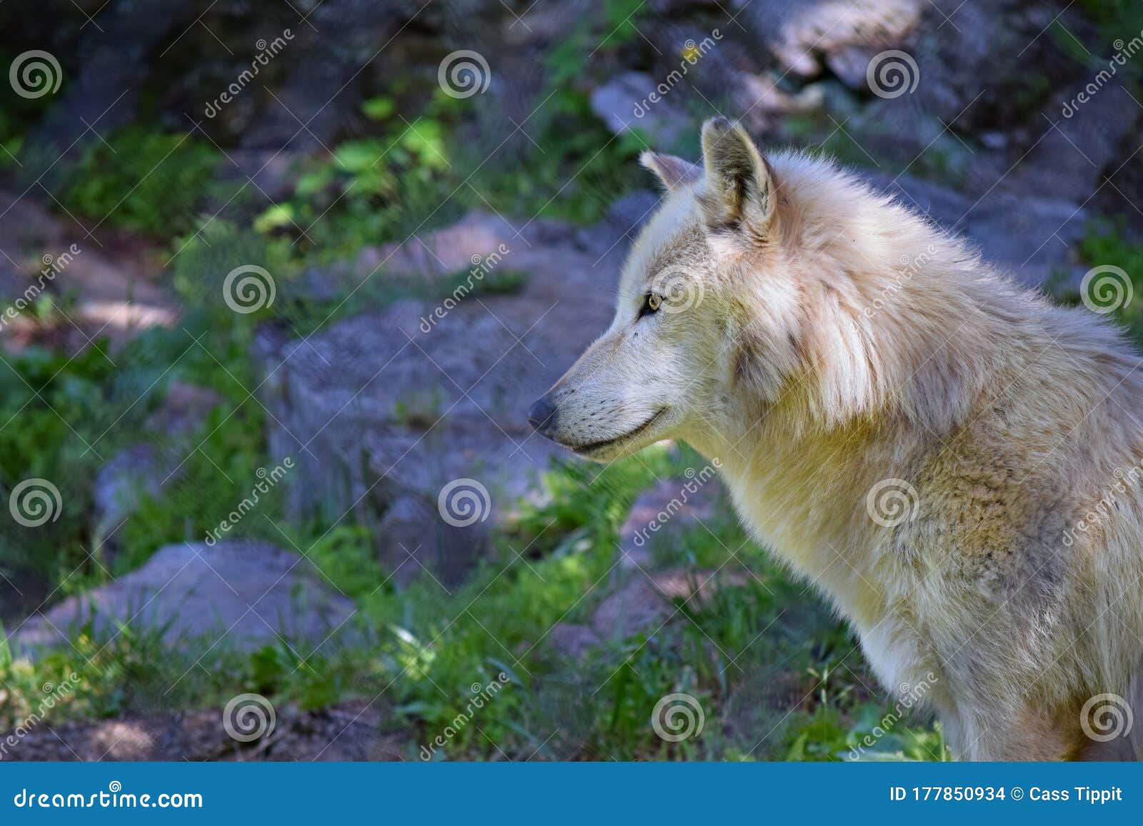 White, Tan, and Grey Timber Wolf Staring Off Camera Stock Photo - Image ...