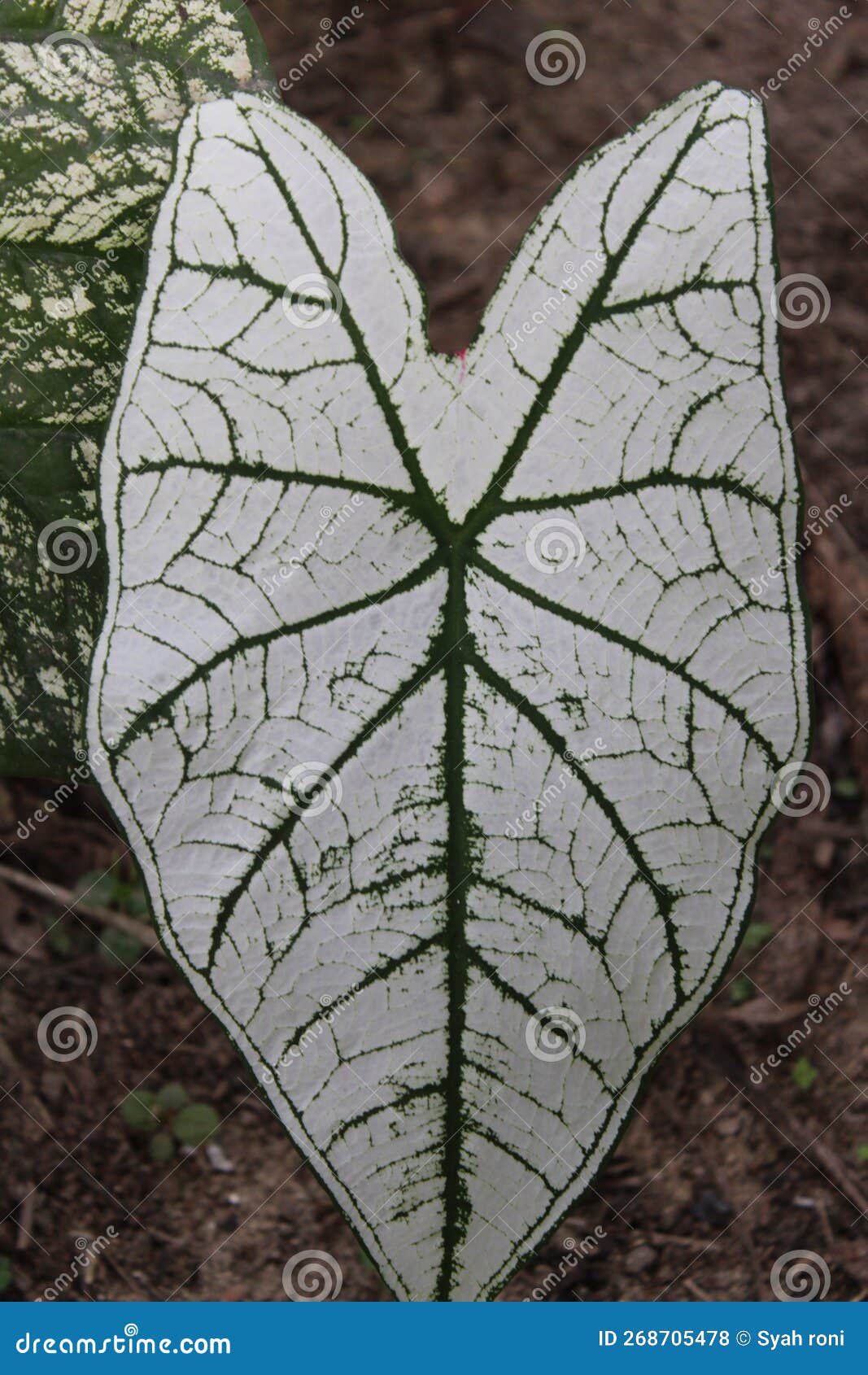 White Taro Plants are Very Beautiful Stock Photo - Image of shrub, wood ...