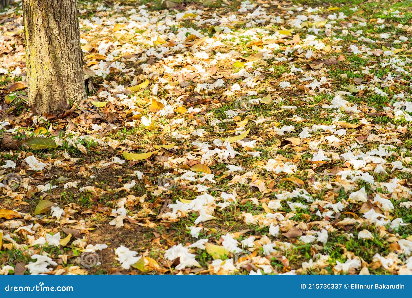 White Tecoma Flower Tree or Tabebuia Rosea or White Trumpet Tree ...