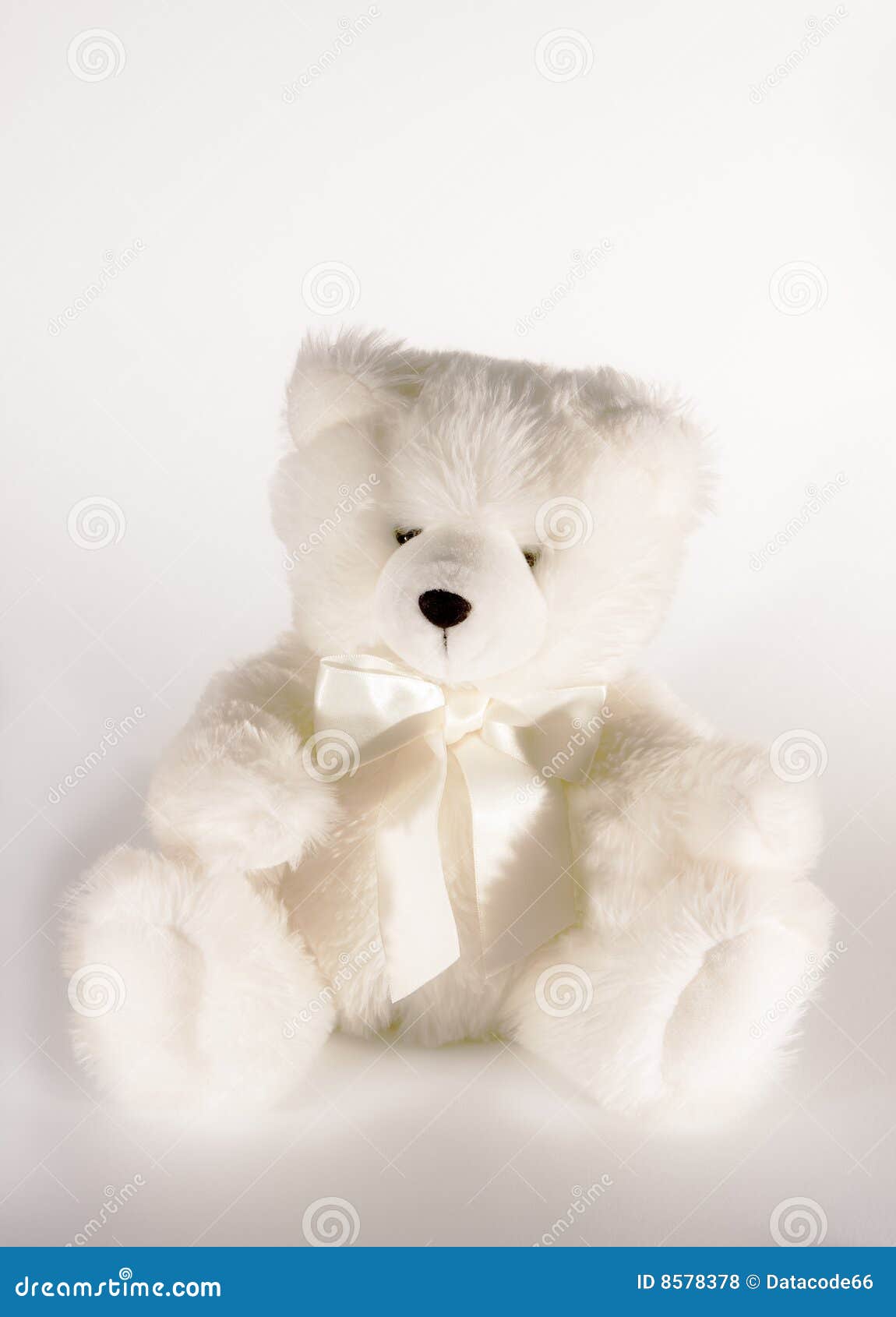 White teddy stock photo. Image of cute, fluffy, stuffed - 8578378