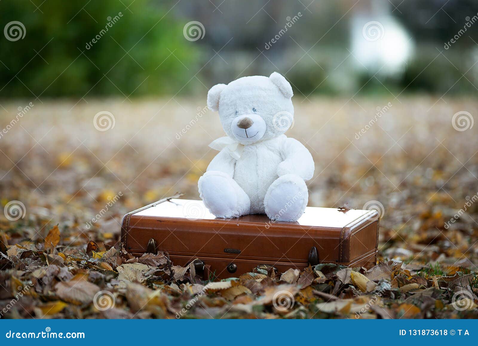 Teddy bear setting alone stock photo. Image of white - 131873618