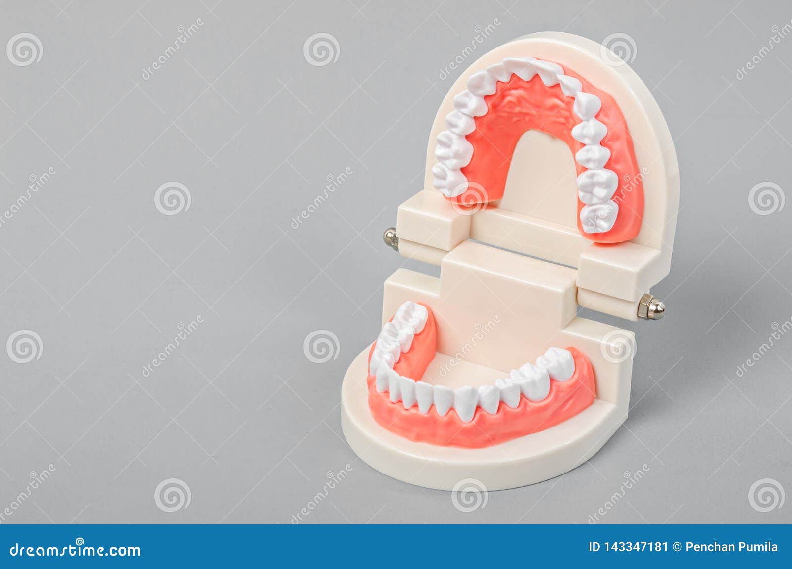 White teeth model stock image. Image of dentistry, toys - 143347181