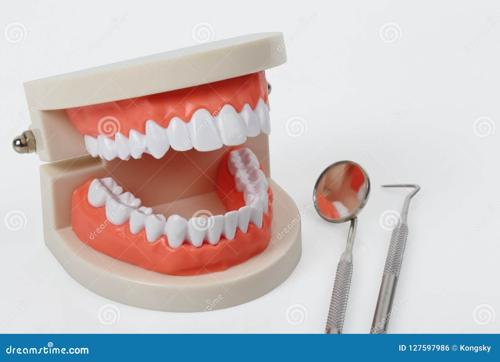 White Teeth Model with Clipping Path Stock Photo - Image of detail ...