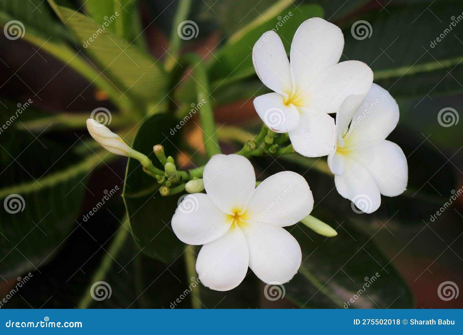 White Temple Tree Flowers stock photo. Image of branch - 275502018