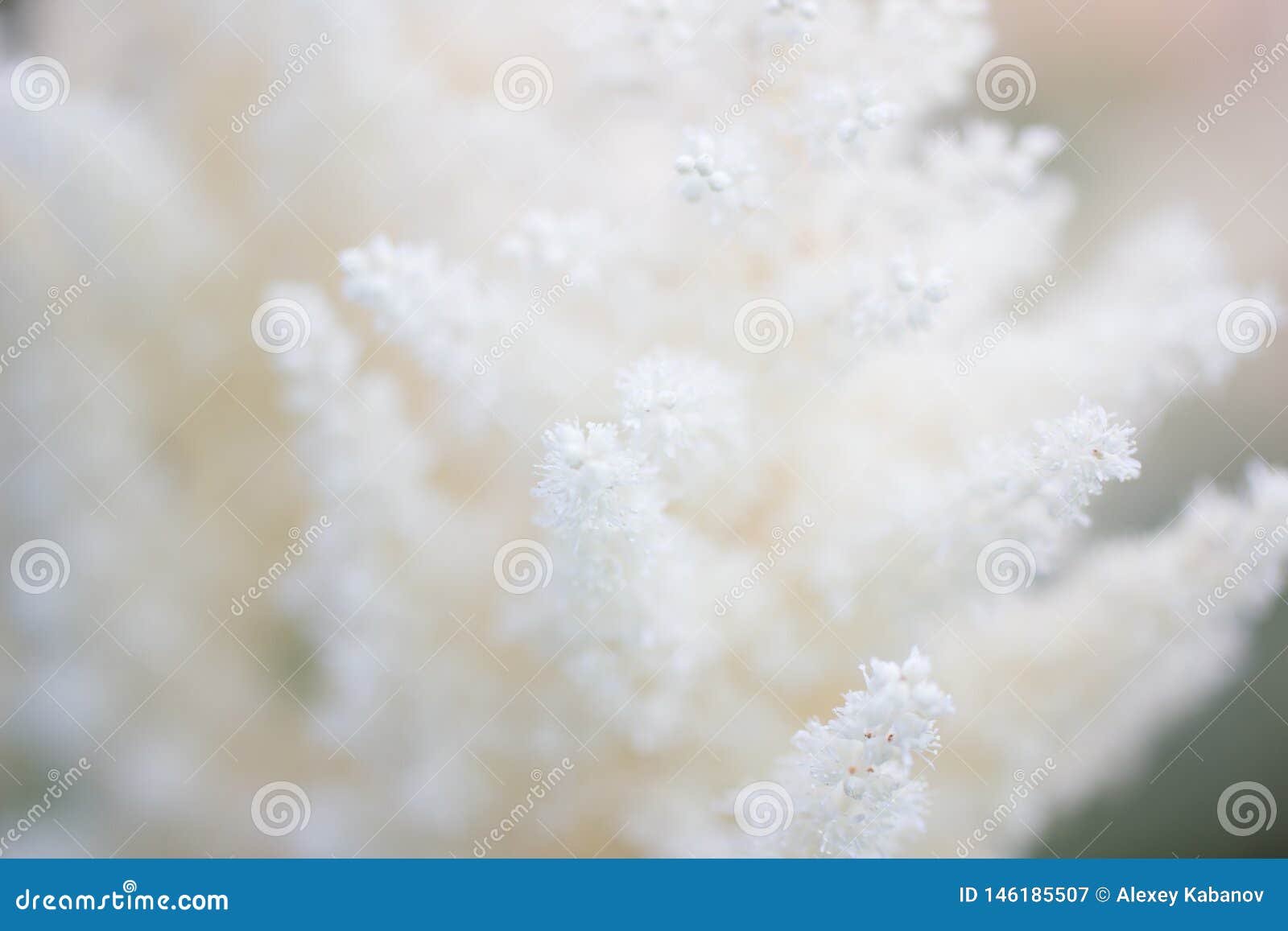 Fluffy Flowers Albizia Julibrissin Stock Image | CartoonDealer.com ...