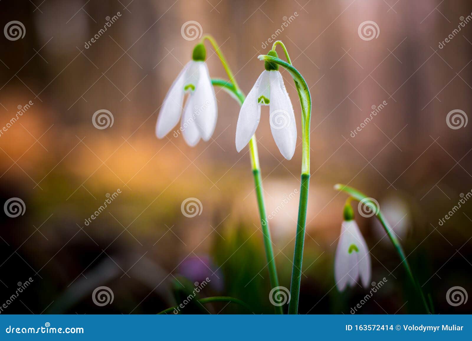 White Tender Snowdrops in the Forest on a Dark Blurred Background ...