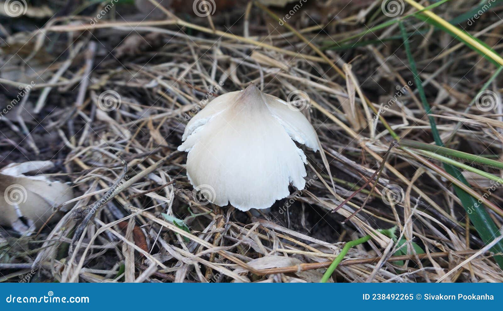 White Termite Mushroom Born Naturally in the Garden Stock Image - Image ...