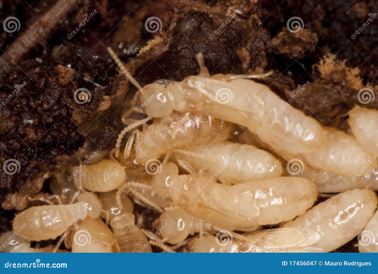 White termites stock image. Image of isoptera, eating - 17456047