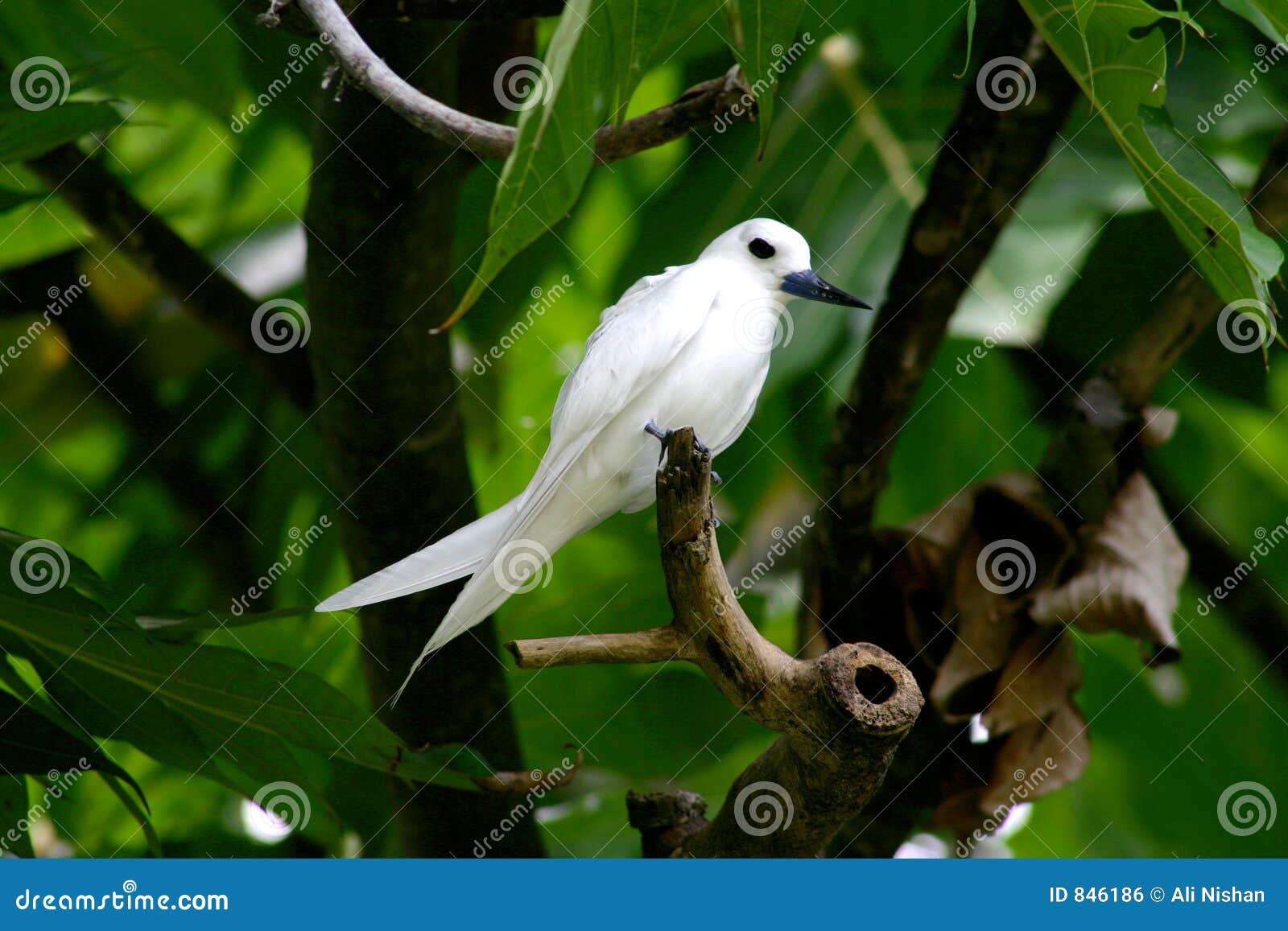 White Tern stock photo. Image of white, tropical, maldives - 846186