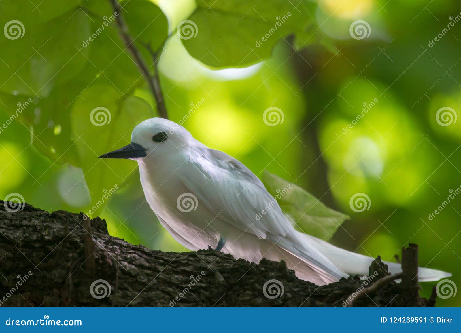 White Tern Gygis alba stock image. Image of tropical - 124239591