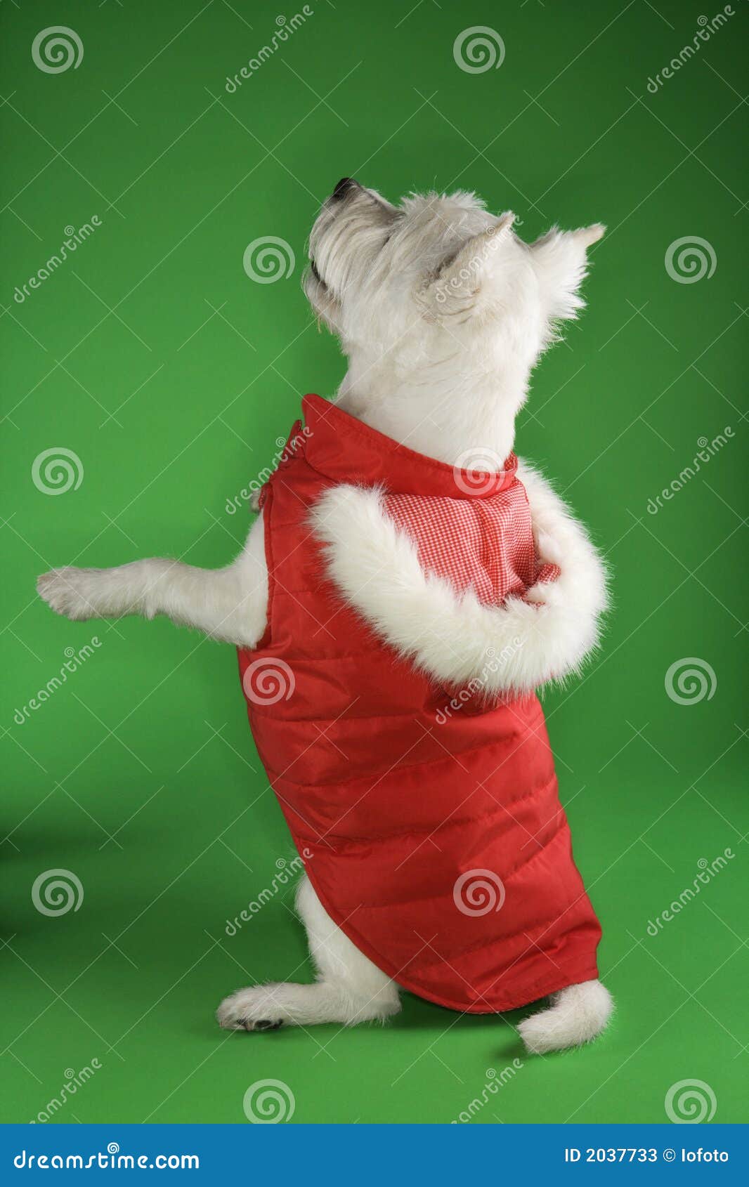 White Terrier Dog Standing Up. Stock Image - Image of green, coat: 2037733