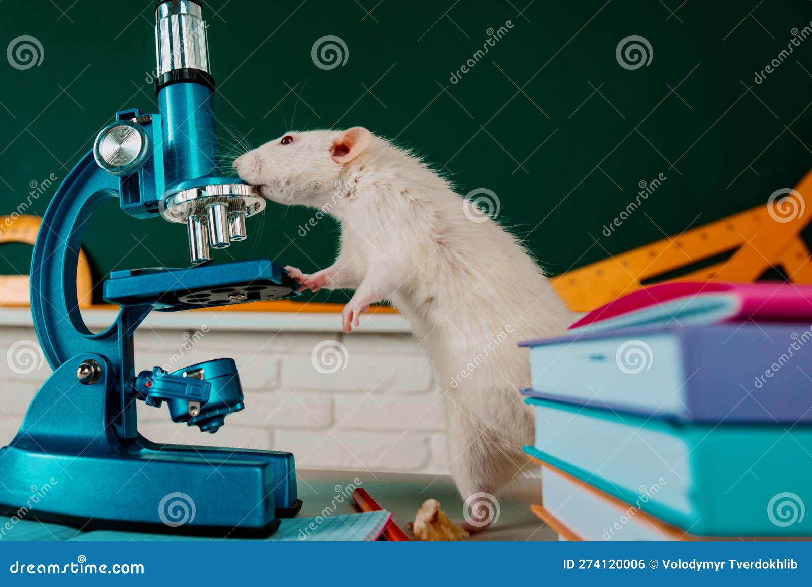 White Test Rat Sitting on Microscope, Laboratory Research. White ...