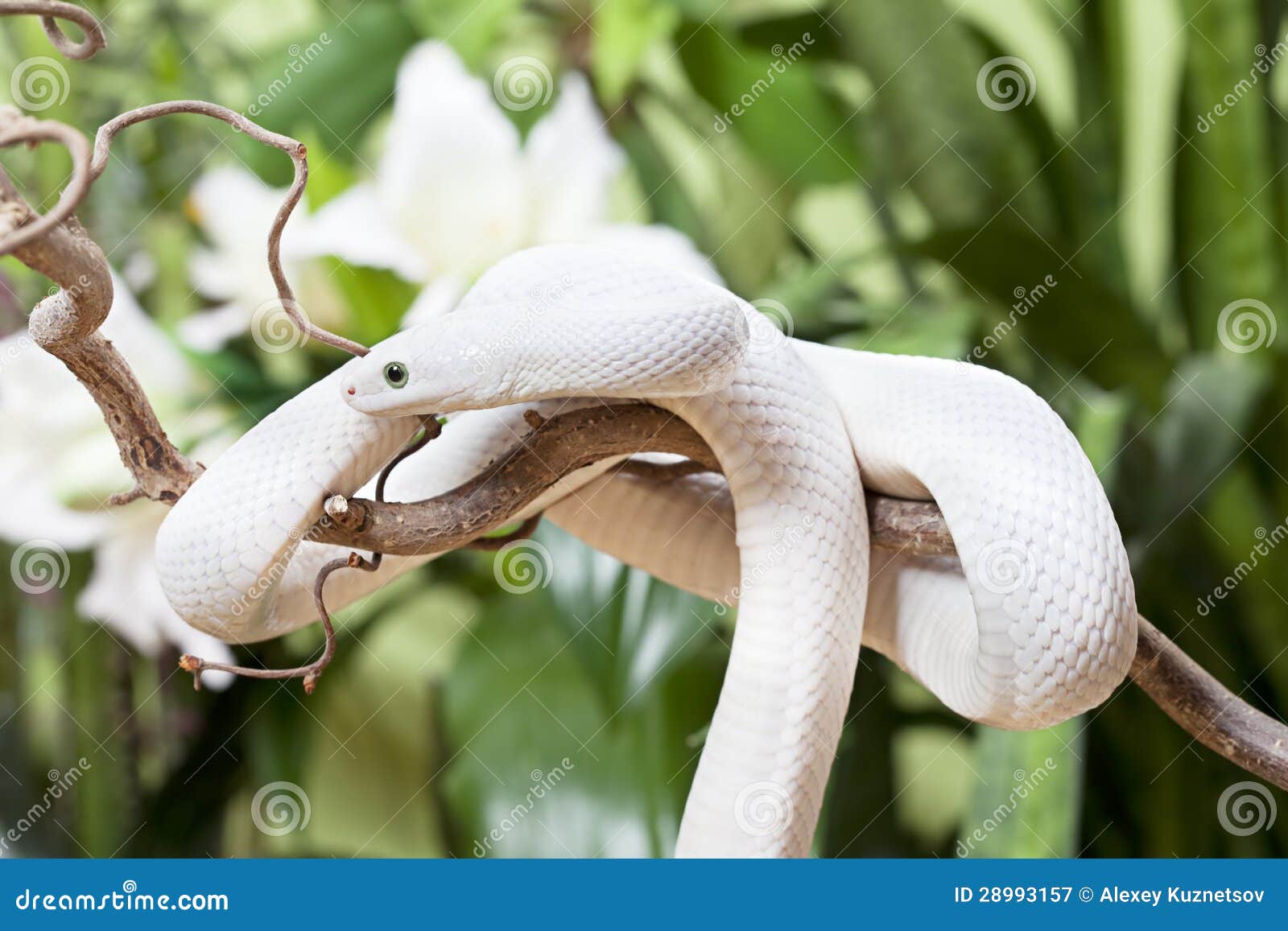 137 White Texas Rat Snake Photos - Free & Royalty-Free Stock Photos ...