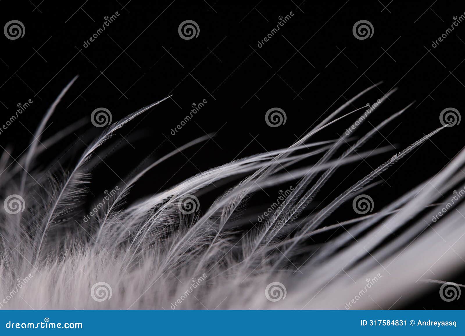 White Feather in Macro, Bird Feather Stock Image - Image of dark ...